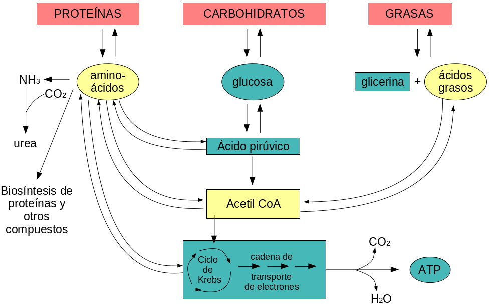 QUÍMICA 11: 3 Lección: Proteínas.: METABOLISMO DE LAS PROTEÍNAS